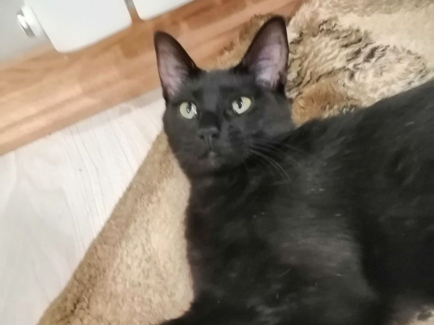 Котята метисы