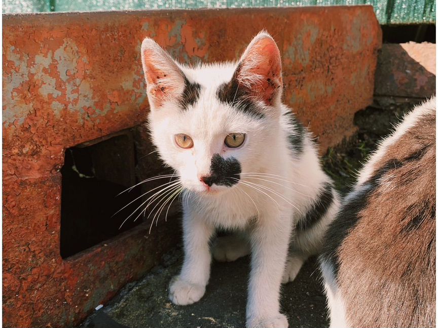 Котята в добрые руки бесплатно