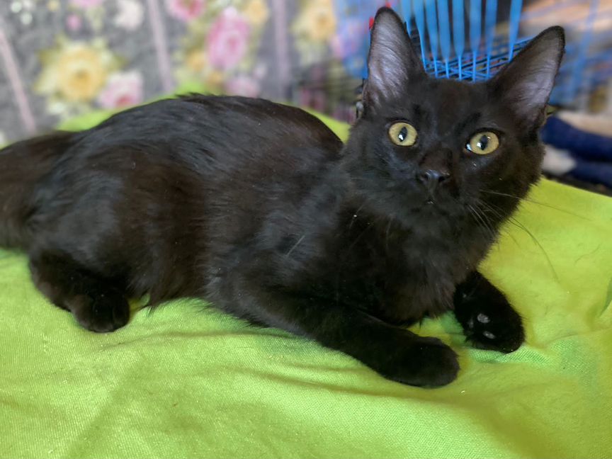 Котенок черный Бумер