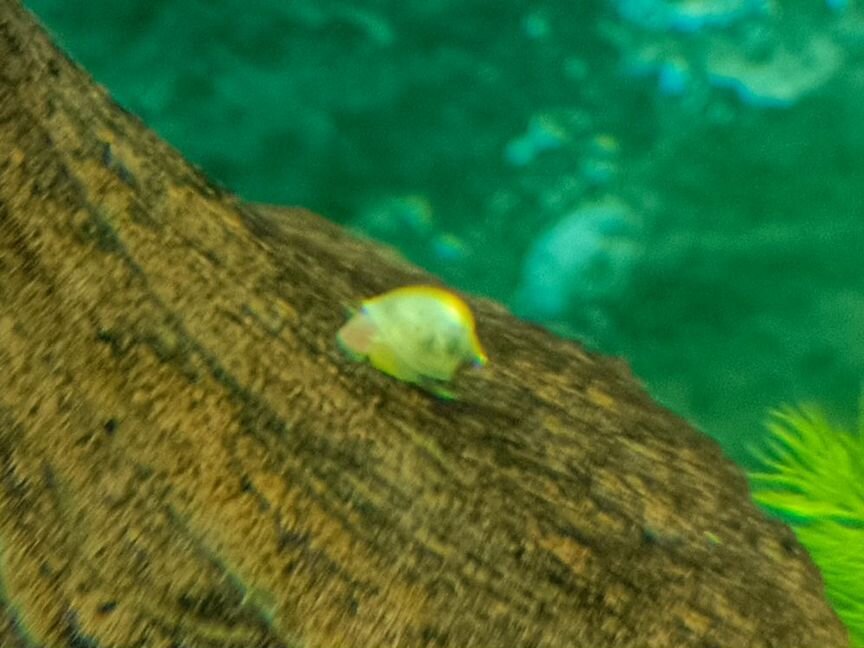 Ампулярии (малышки)