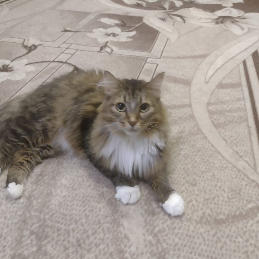 Кошки в добрые руки