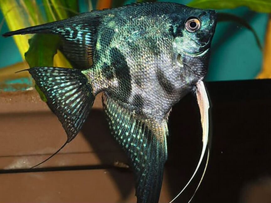 Скалярия Пиной Клоун (Pterophyllum scalare Pinoy)