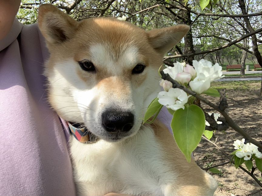 Вязка сиба ину