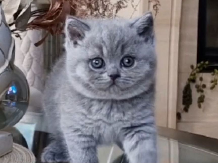 Британские котята