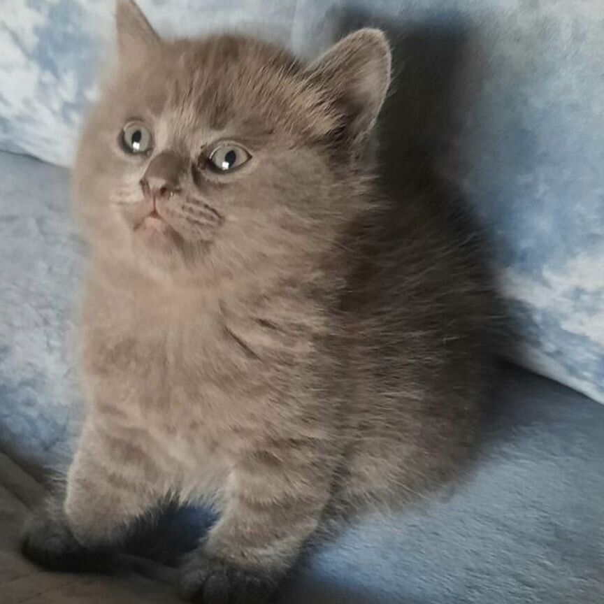Шотландский прямоухий короткошёрстный котёнок