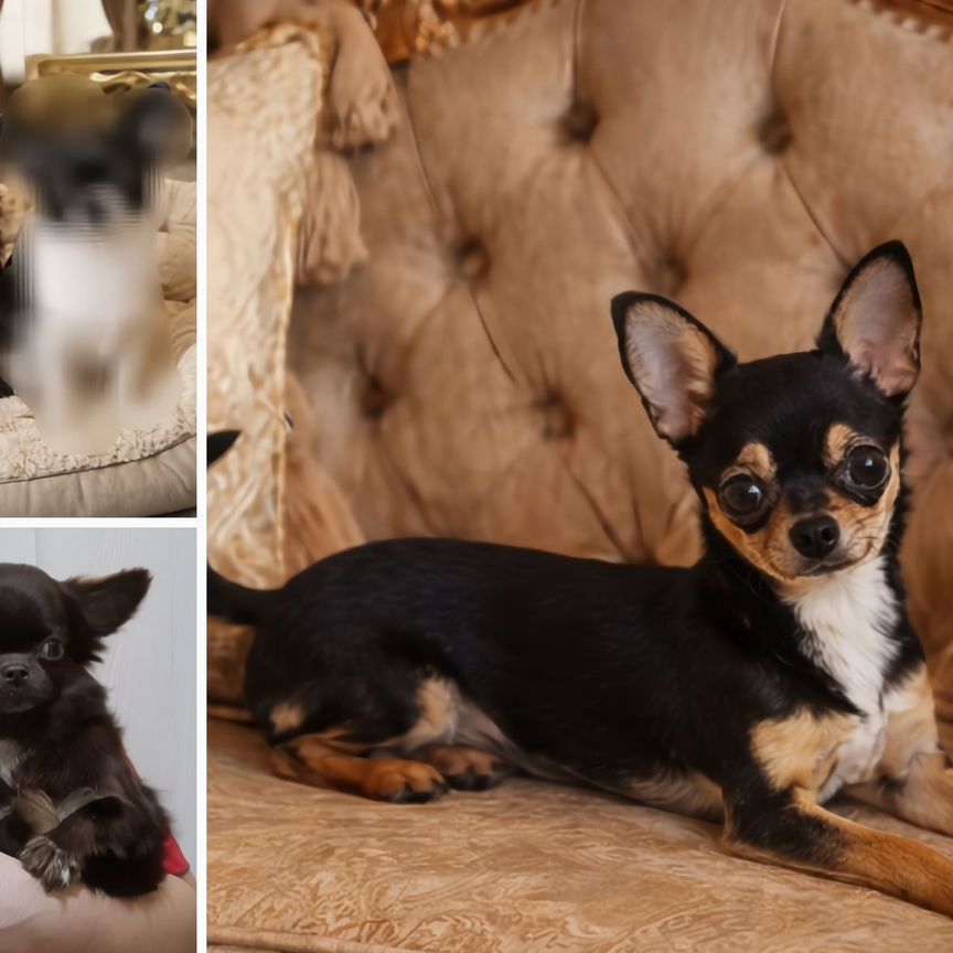 Чихуахуа, щенок