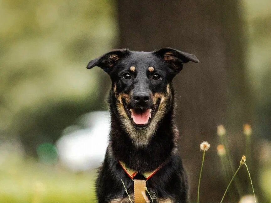 Красавица Герда ищет дом