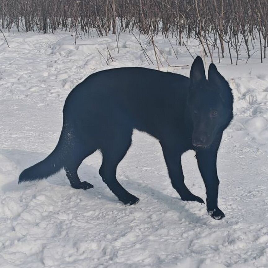 Немецкая овчарка, щенок