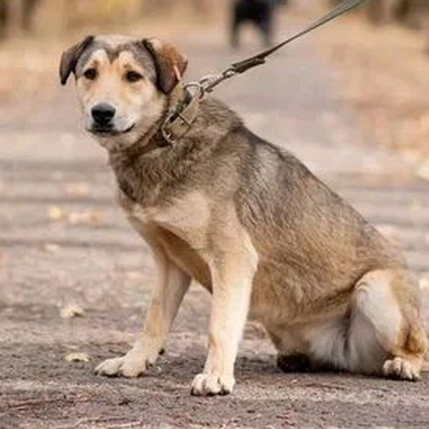 Большой щенок Бузя в добрые руки