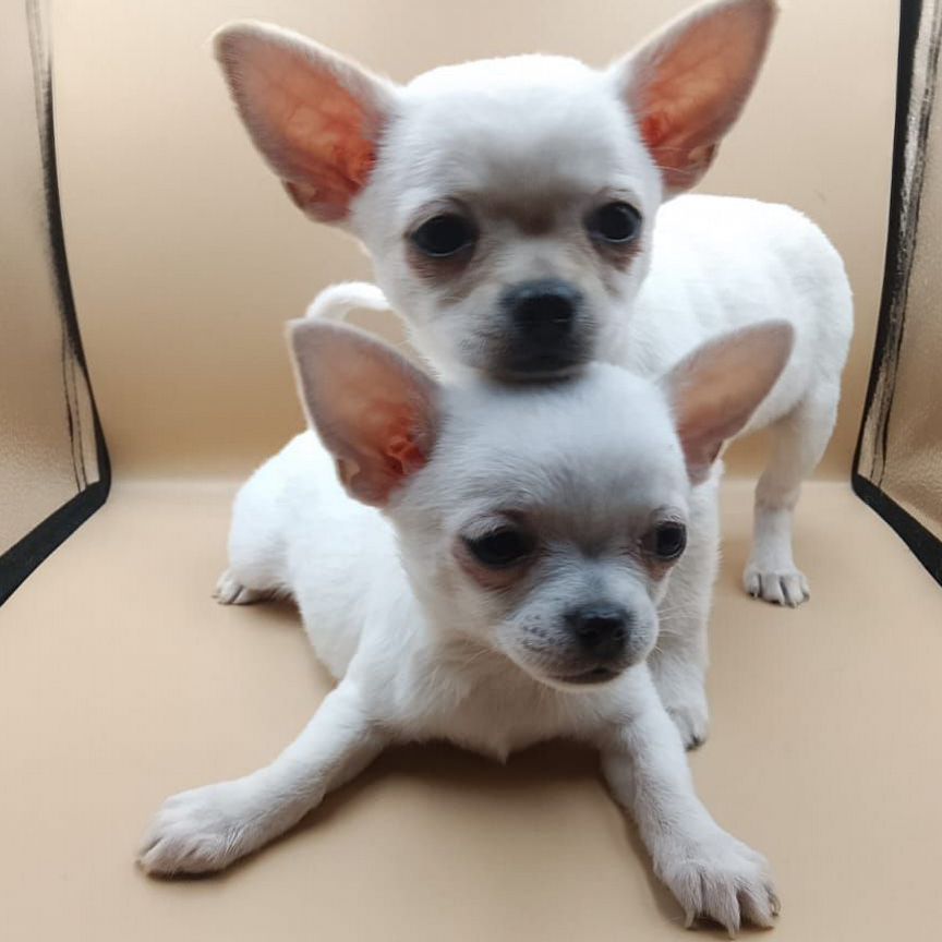 Чихуахуа, щенок