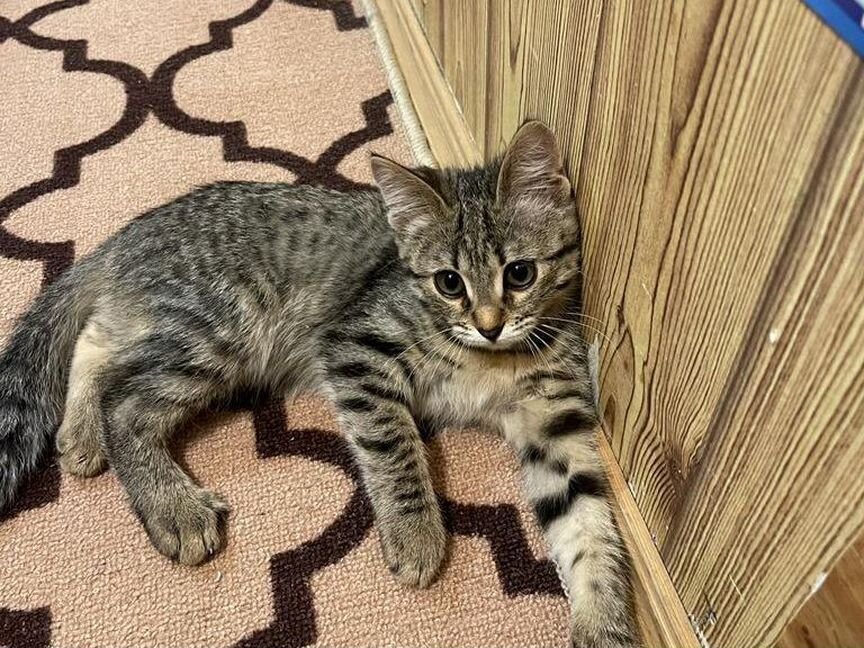 Кошка шотландская 4 мес