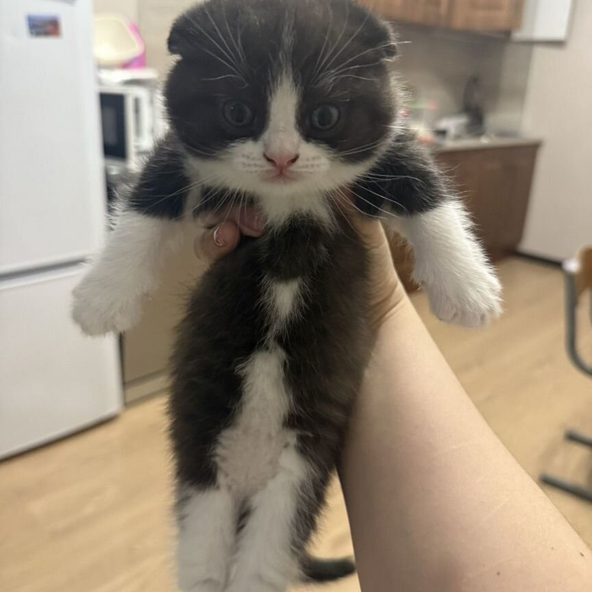 Шотландский вислоухий короткошёрстный котёнок