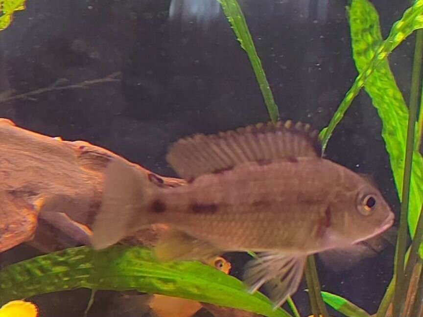 Малавийские цихлиды