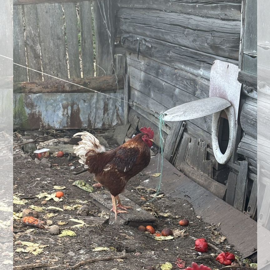 Петухи домашние