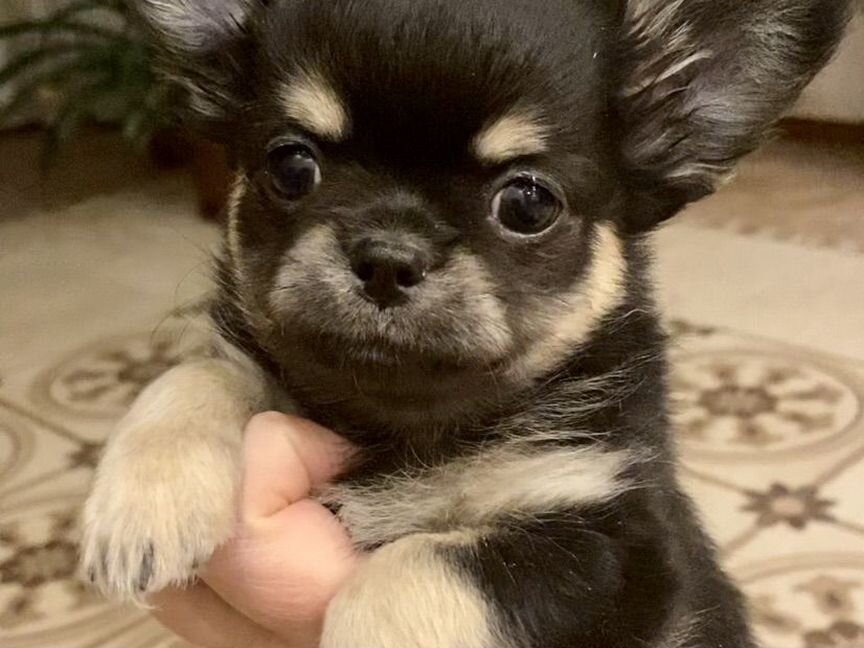 Чихуахуа щенок мальчик