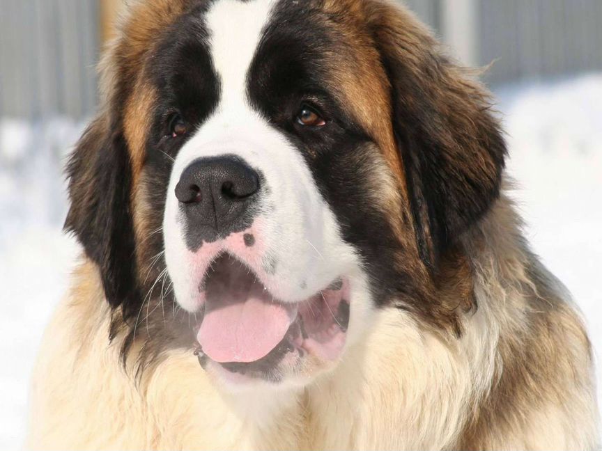 Щенки Московской сторожевой