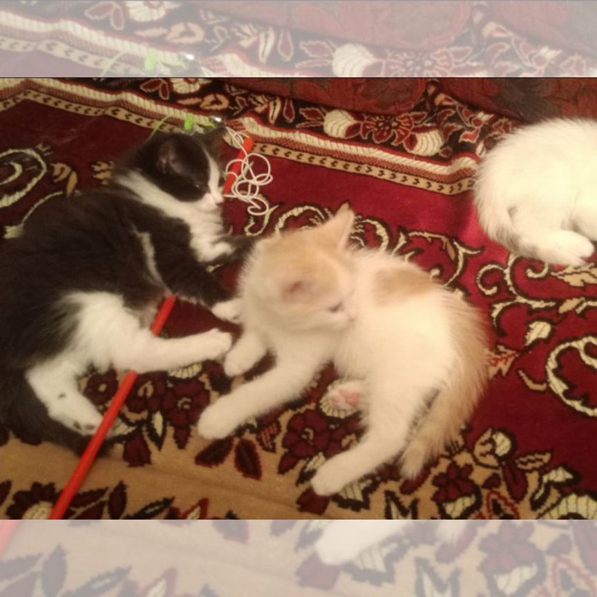 Котёнок в добрые руки