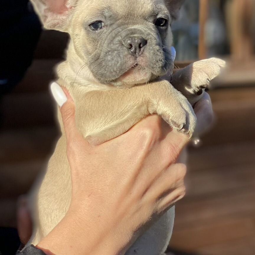 Французские бульдоги