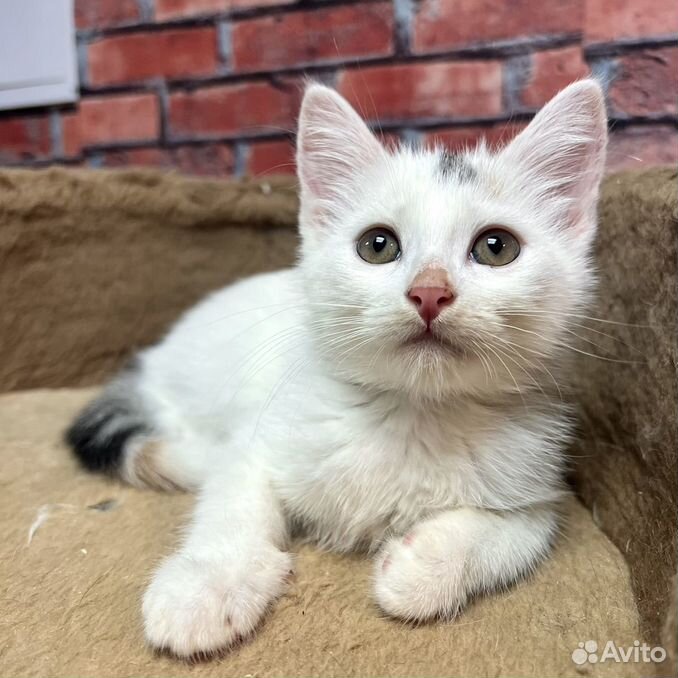 Котенок девочка Стеша 2,5 мес