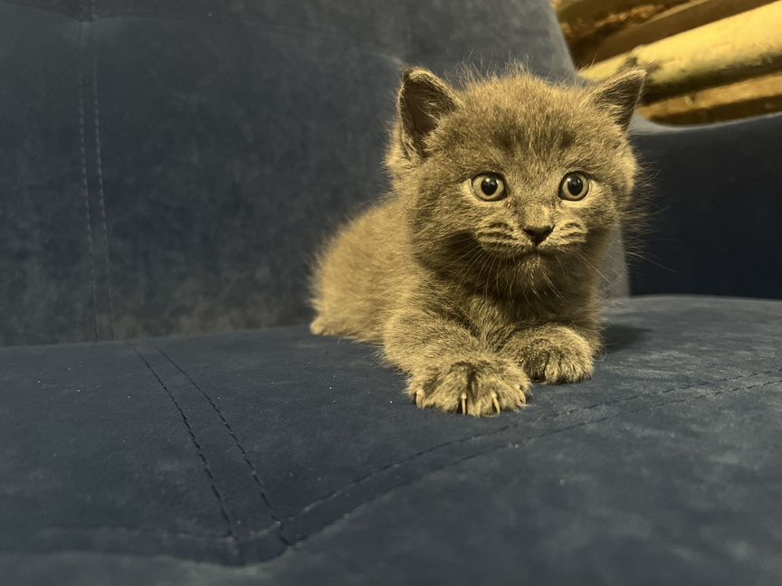 Котята В дар только в заботливые руки