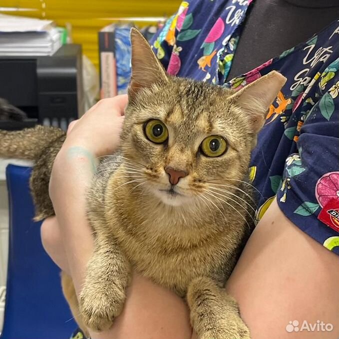 Ласковая бывшедомашняя кошка ищет дом