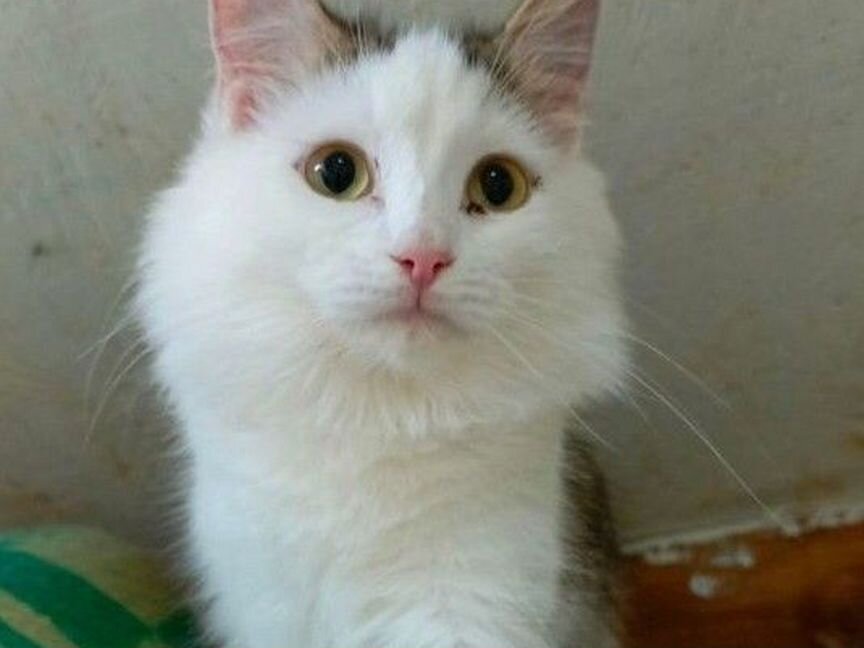 Милая Дусенька, Дусеныш
