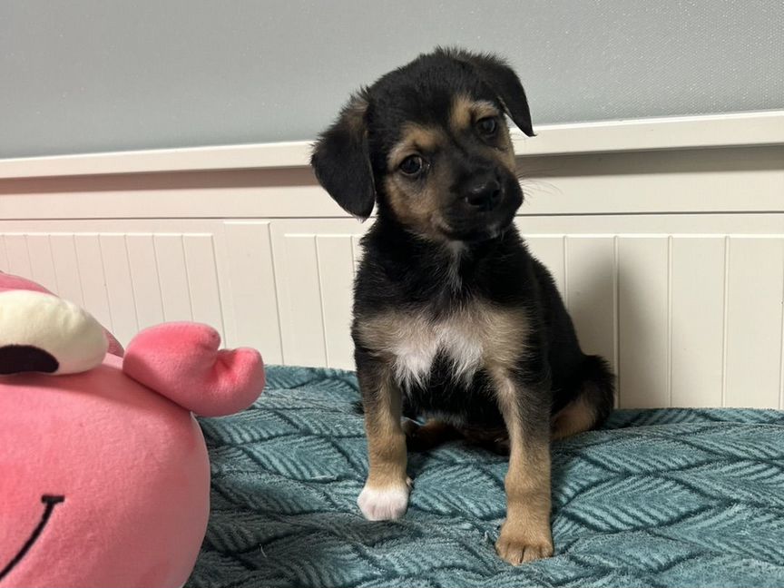 Собака в добрые руки