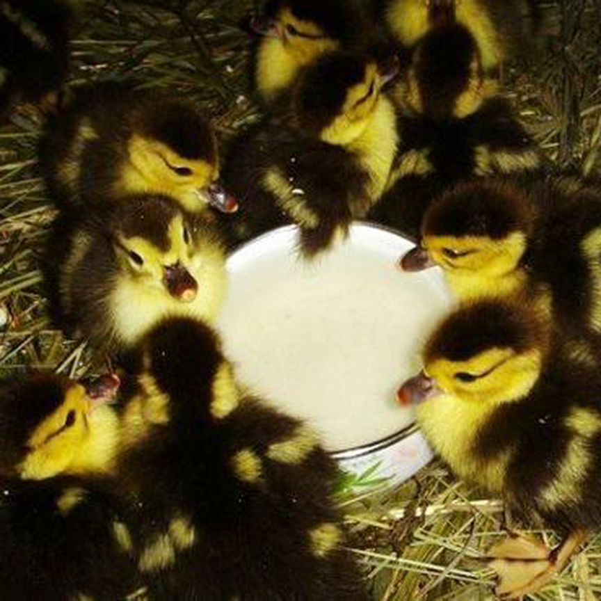 Инкубационное яйцо индоутки