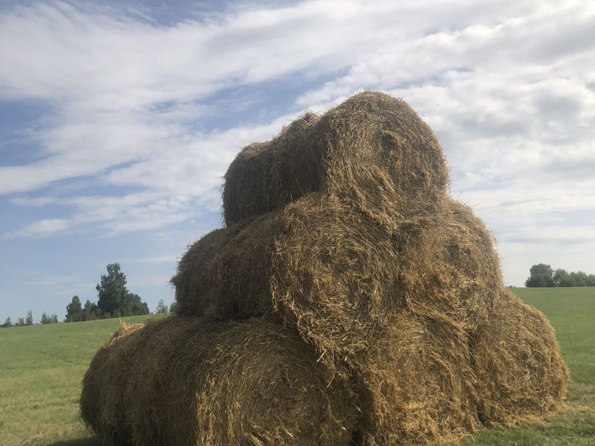 Солома кормовая ячменная