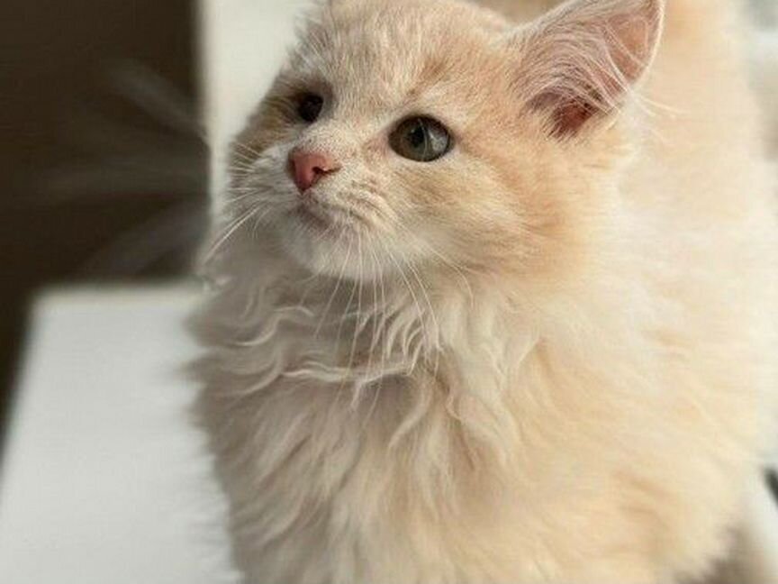Пушистый Котёнок