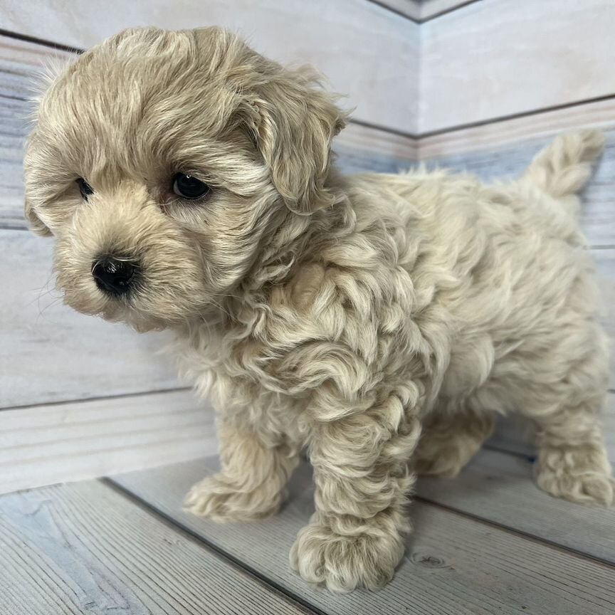 Мальтипу Ф1 мини девочка