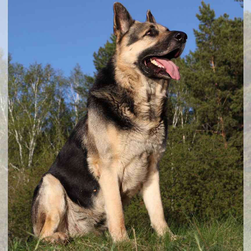 Кобель для вязки. Восточноевропейская овчарка