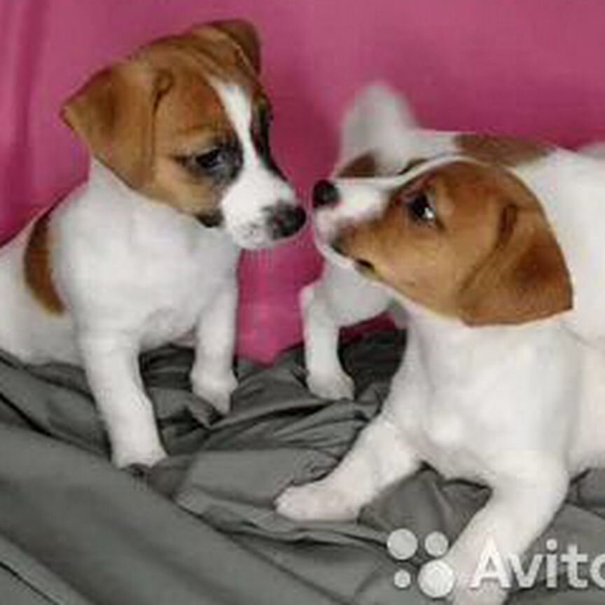 Джек-рассел-терьер, щенок