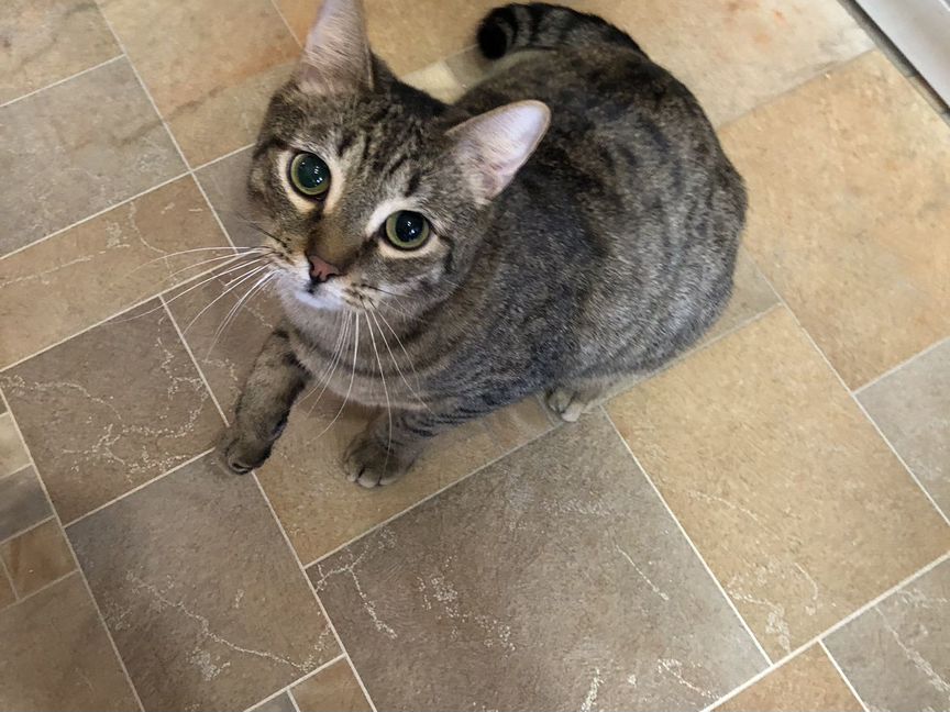 Котик Бублик