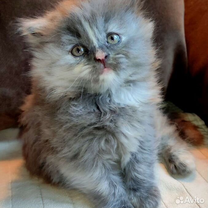 Персидский котëнок девочка