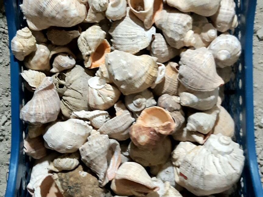 Ракушки рапанов