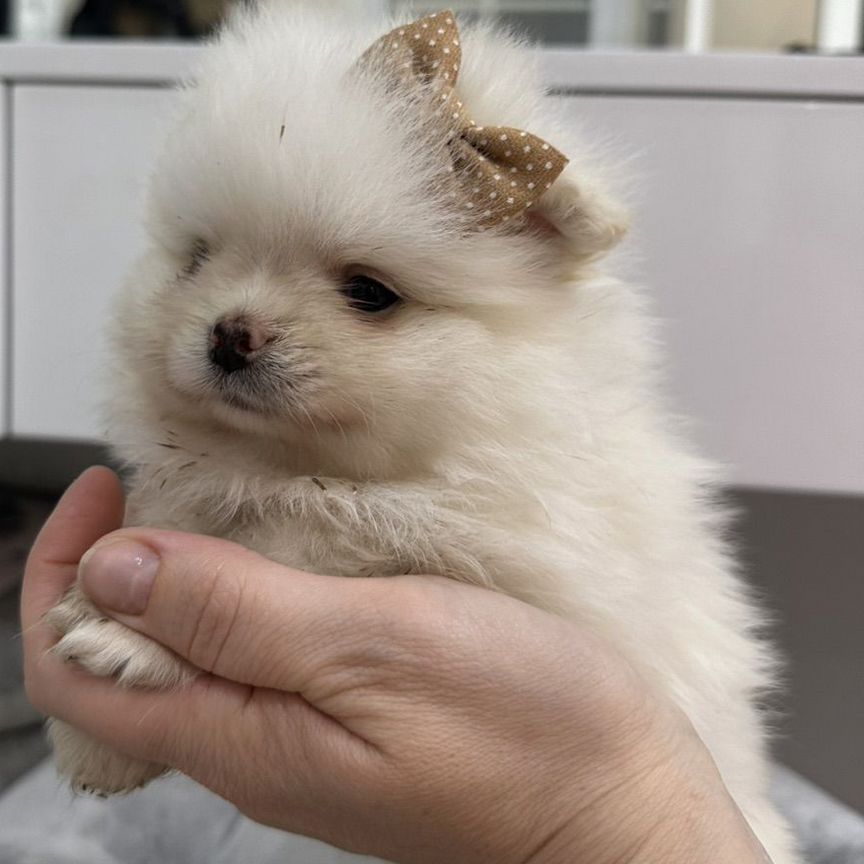 Померанский шпиц, щенок