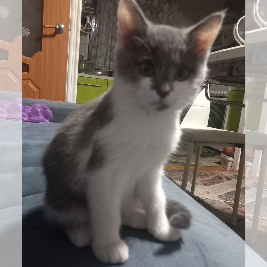 Кошечка 3.5 месяца