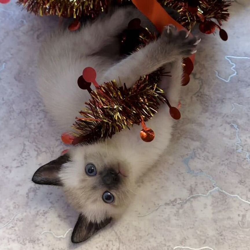 Сиамские котята