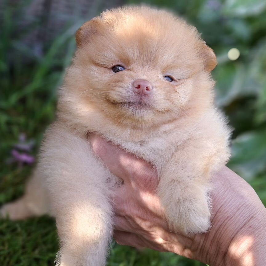 Померанский шпиц, щенок