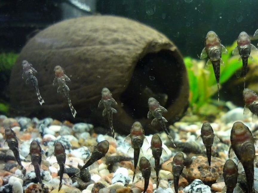 Аквариумные рыбки сомики