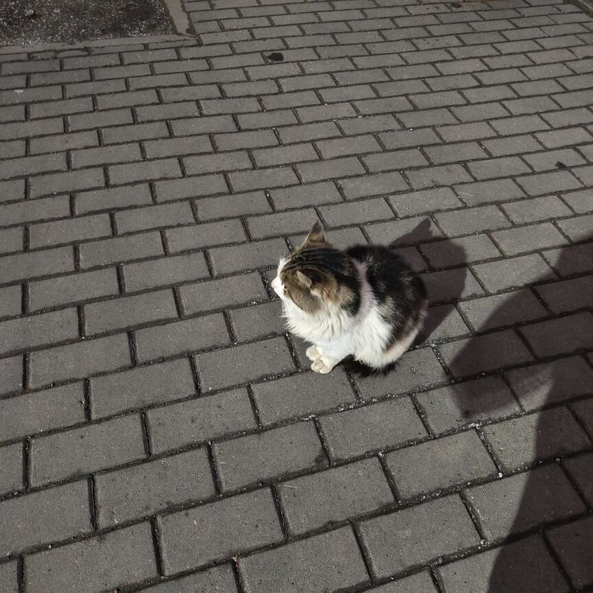 Кошки в добрые руки