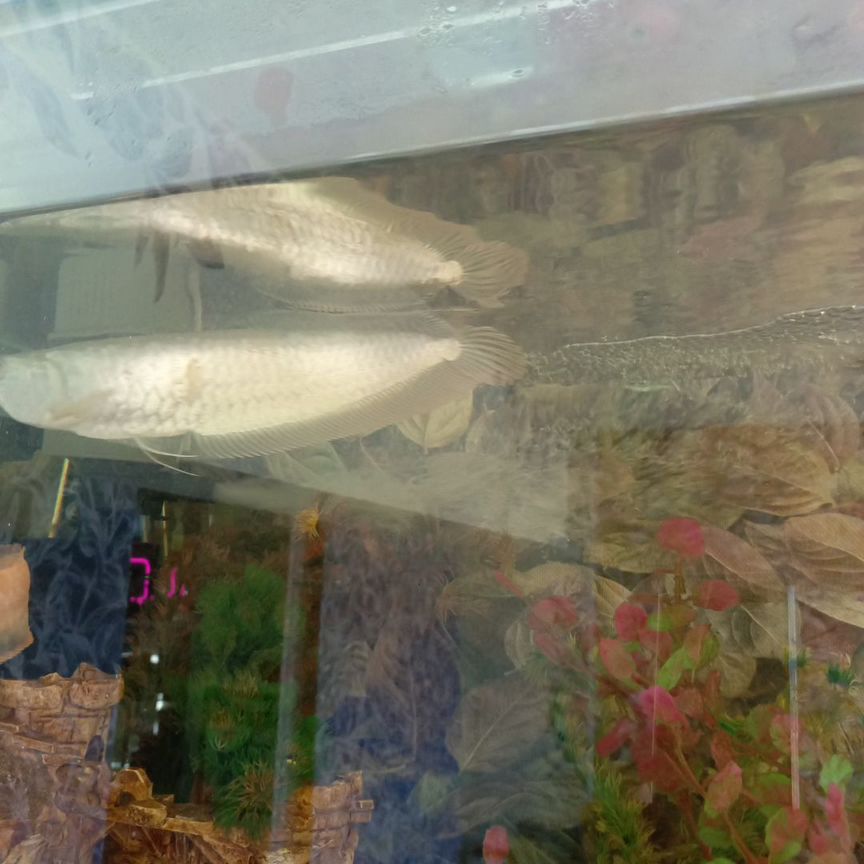 Аквариумные рыбки