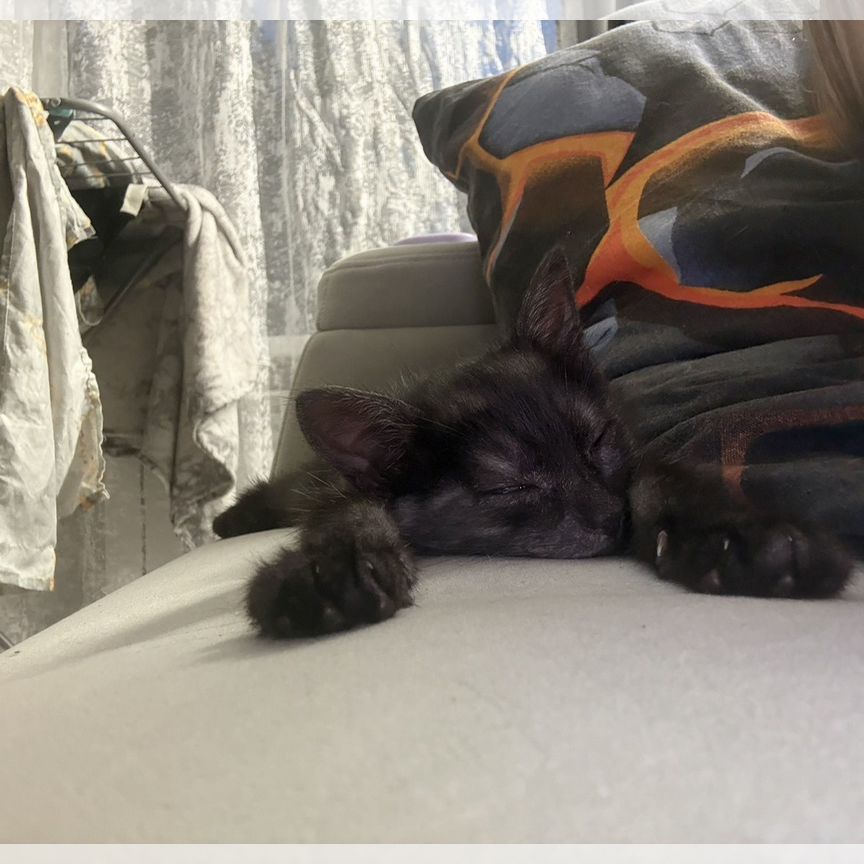Котёнок в добрые руки