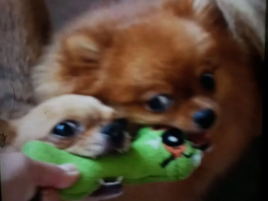 Шпиц с чихуа