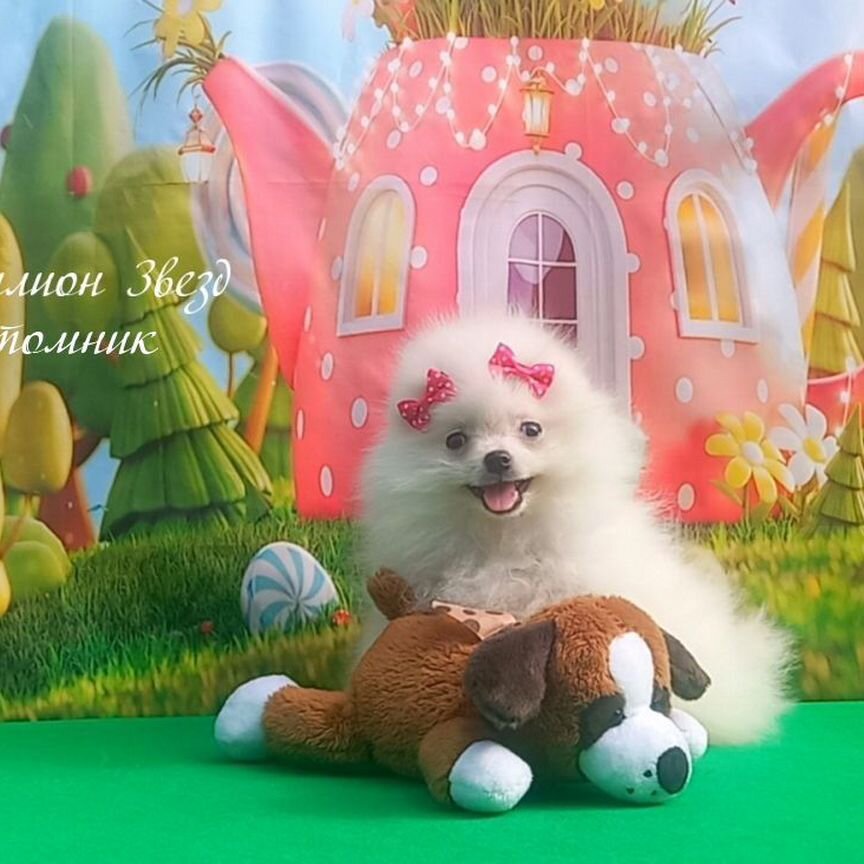 Шпиц белая девочка с док.ркф