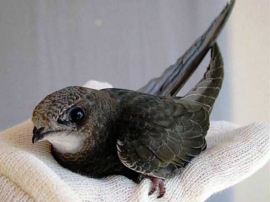 Корм для стрижей