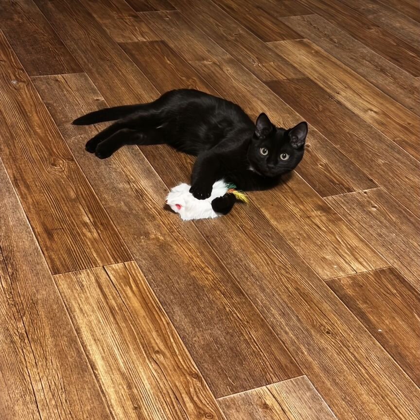 Котёнок в добрые руки