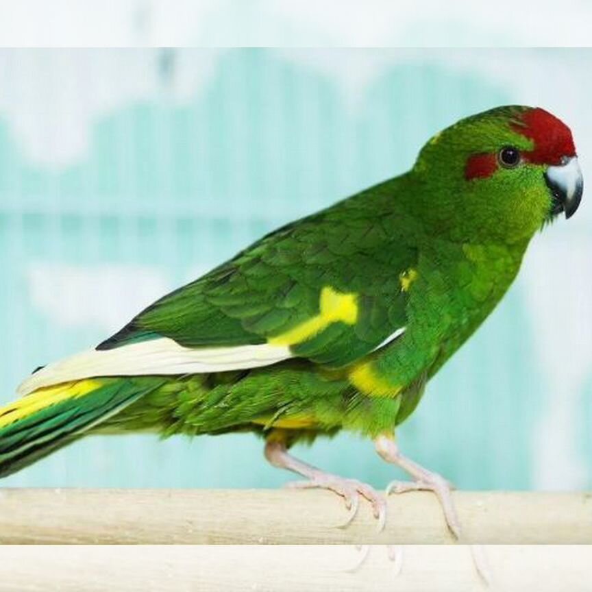 Попугай.Новозеландский какарик