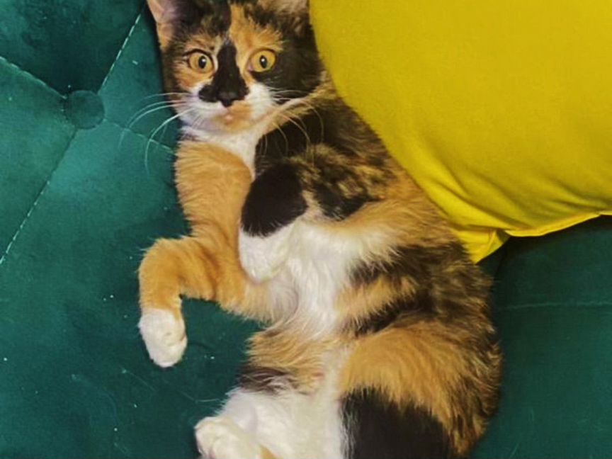 Кошки в добрые руки